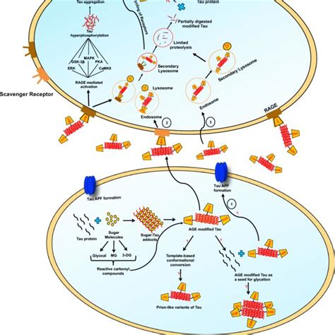 Tau Lysine Specific Post Translational Modifications Include A