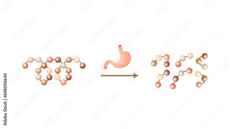 Protein Digestion In Stomach Gastric Juice Pepsin And Hydrochloric Acid Digesting And