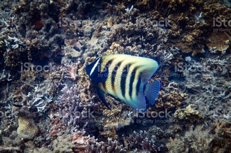 Six Banded Angelfish Swimming Along Australias Great Barrier Reef Stock