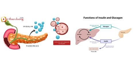 Glucagon Là Gì Khám Phá Hormone điều Hòa đường Huyết Cực Kỳ Quan Trọng