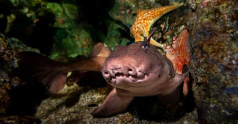National Aquarium Hidden Gems Shifty Sharks
