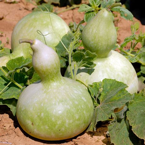 Calebasse Gourde Cucurbita Sicerariagourde Bouteille Vente De