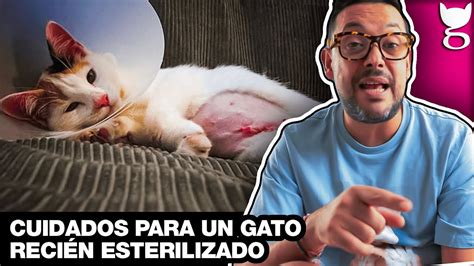 CÓmo Cuidar Un Gato ReciÉn Esterilizado 😺 La GaterÍa Tv Youtube