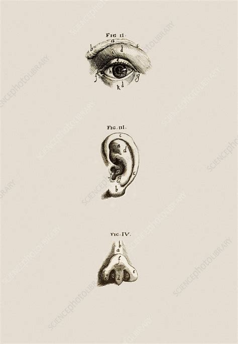 Eye And Ear Anatomy