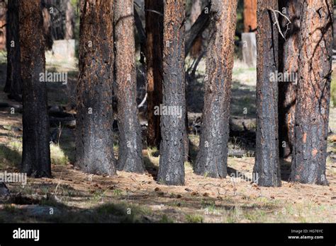 The Bases Of Ponderosa Pine Trees Burned From A Small Fire On The Coconino Rim Kaibab National