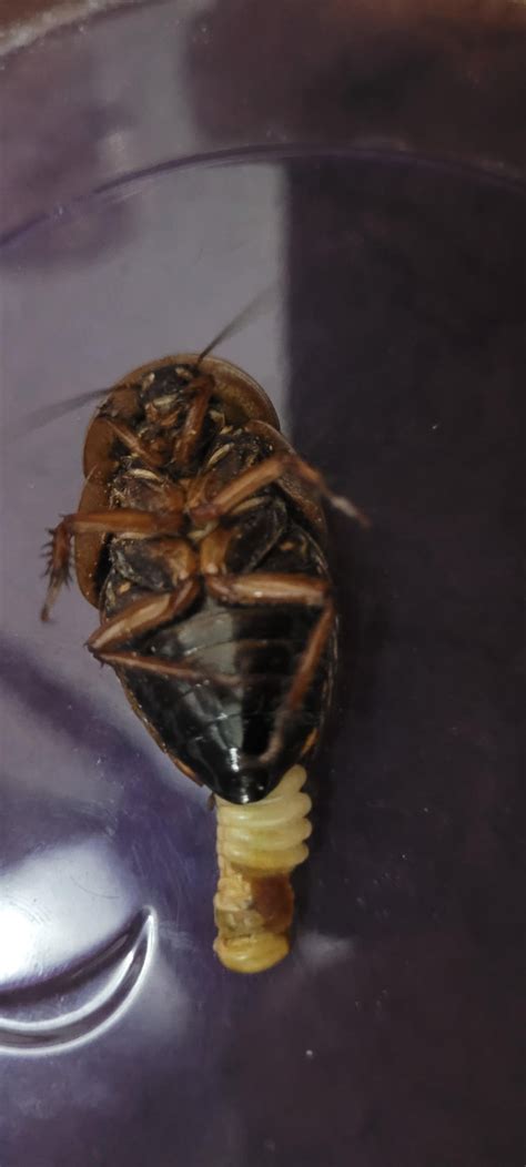 What Is This Coming Out Of This Dubia Roach Im New To Breeding Them