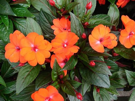 11 Plantas Con Flores De Exterior