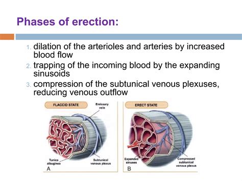 Physiology Of Penile Erection Pathophysiology Evaluation And Management