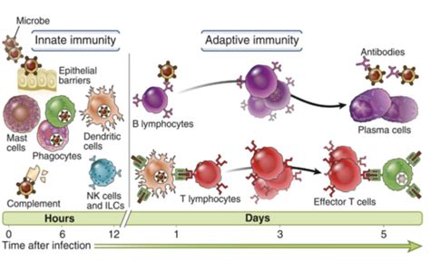 Exam 2 Immunology Flashcards Quizlet