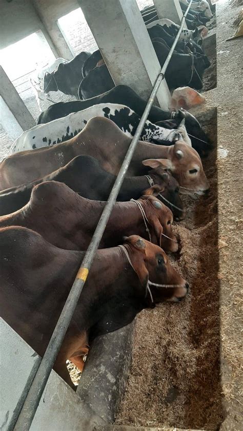 Sahiwal Bachra Cholistani Dhani Bachra For Sale Bulls 1101124157