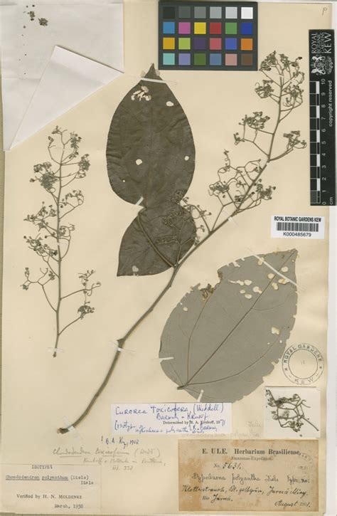 Curarea Toxicofera Wedd Barneby And Krukoff Colombian Plants Made