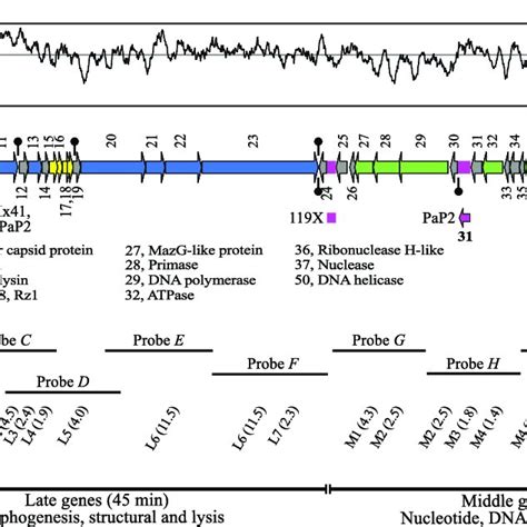 Consensus Genome Map With Functional Annotation Of 119x Like Phages And
