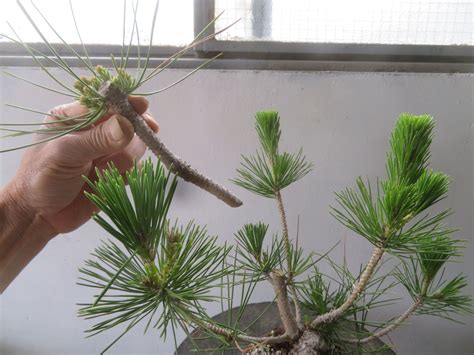 盆栽： 徒長枝をさらに切り詰める 盆栽工房 春嘉