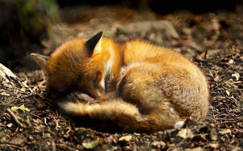 100 Cute Fox Wallpapers
