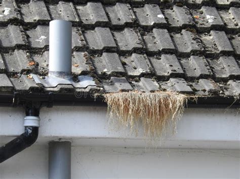 Gutter Blocked Grass Debris House Home Guttering Plants Tiles Roofing