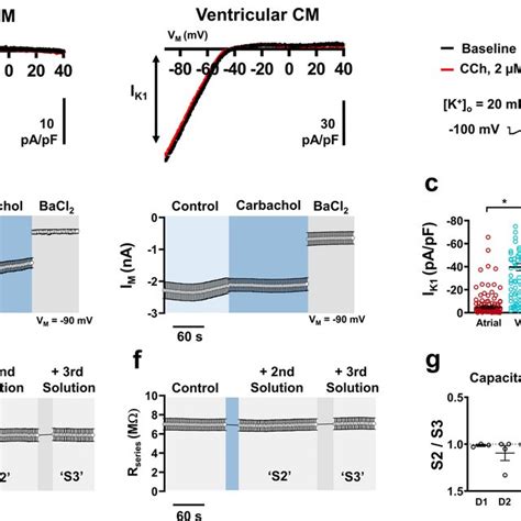 Action Potential Ap Acquisition From Native Atrial And Ventricular
