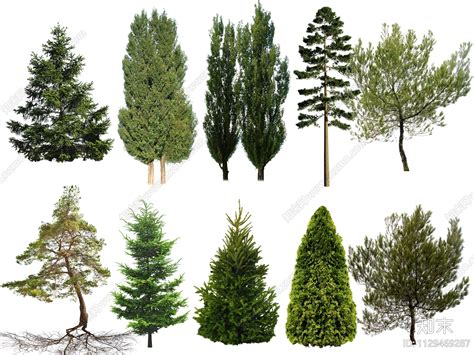 松树山松黑松雪松龙柏五针松蜀桧圆柏罗汉松psd免抠下载【id 1129469287】undefined
