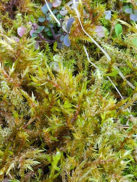 Pointed Spear Moss From Skipwith Selby Yo8 5sl Uk On March 23 2025
