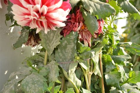 Dalia Enana Cuidados Huerto En Casa