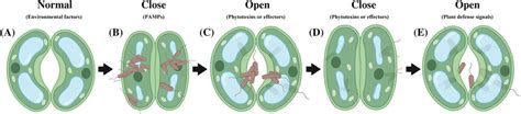 Close Open Close Open Coco Pattern In Stomata Pathogen Interactions Download Scientific