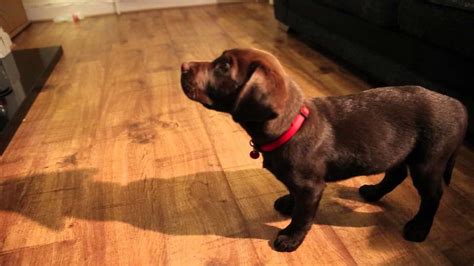 Chocolate Labrador Puppies Training