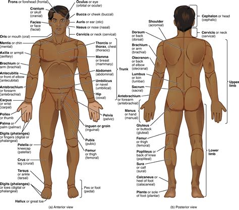 Exploring Regions Of The Human Body Anterior And Posterior Views