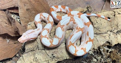 Rare Boa Morphs