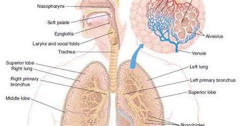 Lifenurses Acute Respiratory Distress Syndrome Ards