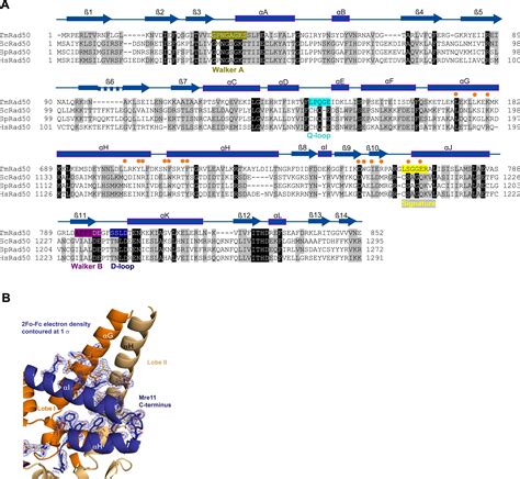 The Mre11rad50 Structure Shows An Atp Dependent Molecular Clamp In Dna