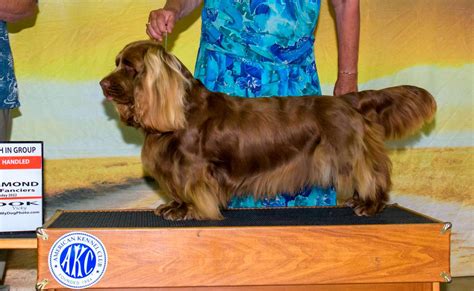 Sussex Spaniel Puppies For Sale