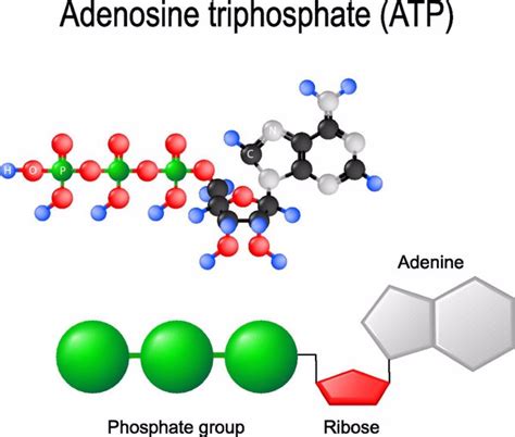 小分子和大分子的区别39健康网