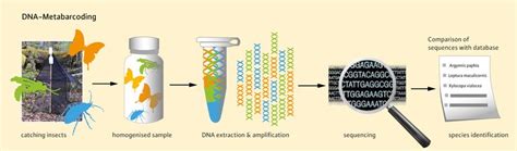 Metabarcoding A Modern Method For Biodiversity Research In The Forest