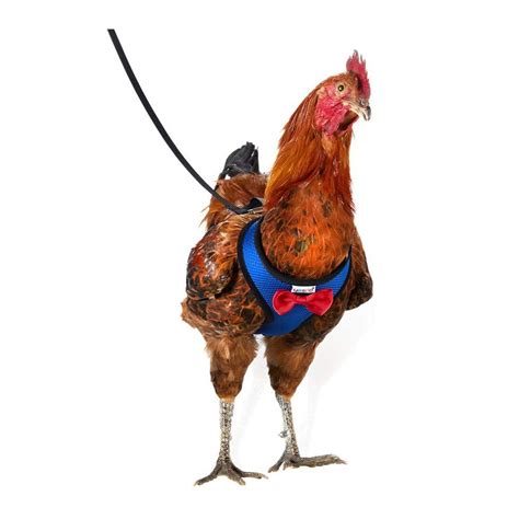 These 14 Products Will Be Wow Worthy Ts For Chicken Lovers