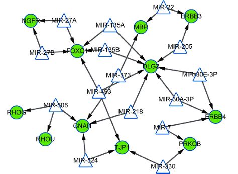 A Mirna Target Regulatory Network Was Constructed Using The Webgestal