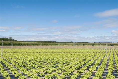 Cibusil S Our Silica Solution Sg Crop Solutions