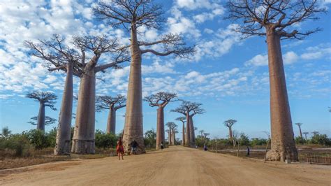 Madagascar Tour Operator Private Tours And Travel Packages