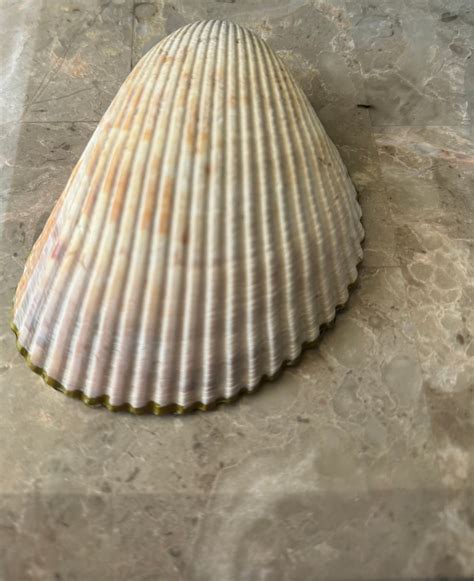 Decoupage Shell Etsy