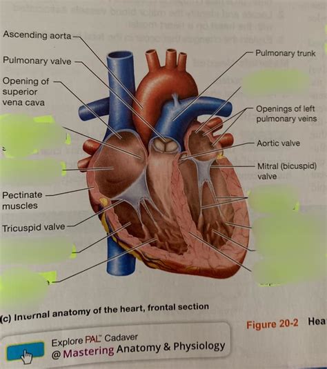 Internal Heart Lab Test 1 Aandp2 Diagram Quizlet