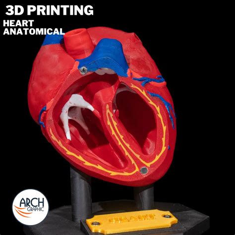 3d Heart Model Project Model Of The Human Heart 🫀 Anatomy Heart