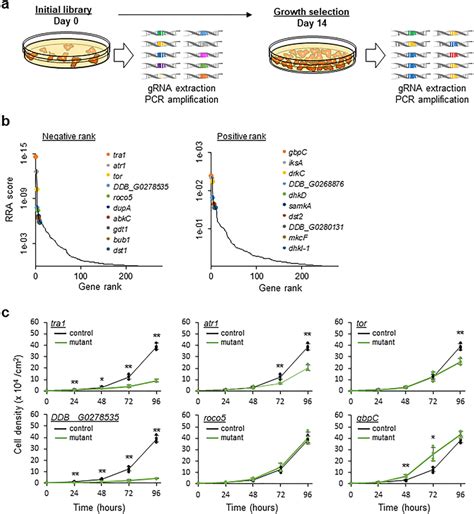 Genetic Screening Using The Kinase Sgrna Library And Genetic Validation