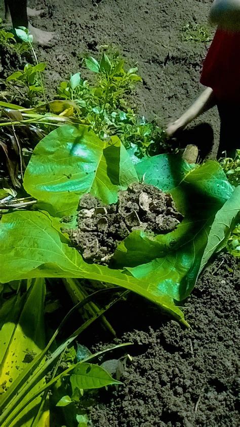 Sudah Menemukan Tulang