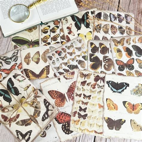 Nature Specimen Etsy