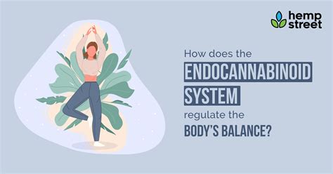 How Does Endocannabinoid System Regulate The Bodys Balance