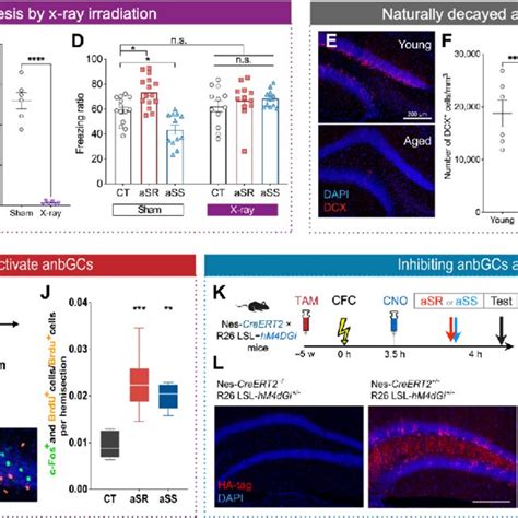 Acute Social Experiences Modulate Engram Cell Reactivation Through