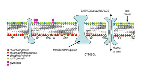 The Cell The Histology Guide