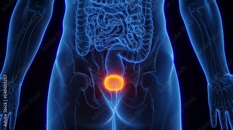 3d Rendered Medical Illustration Of Male Anatomy The Urinary Bladder Stock Illustration