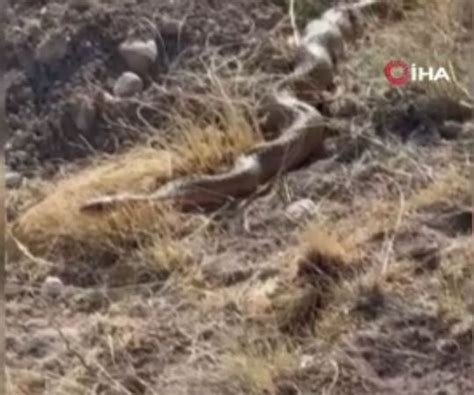 Çeyrek Asır Sonra Ortaya çıktı Dev Yılan Korkuttu İşte O Anlar Burdur Gazetesi