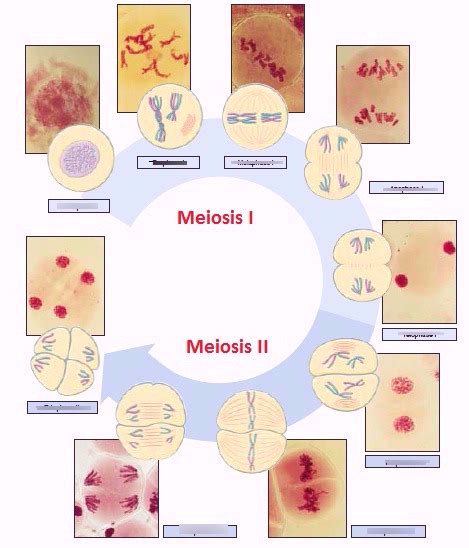 Biology Test Meiosis Diagram Diagram Quizlet