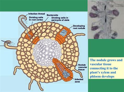 Ppt Symbiosis Powerpoint Presentation Free Download Id334345