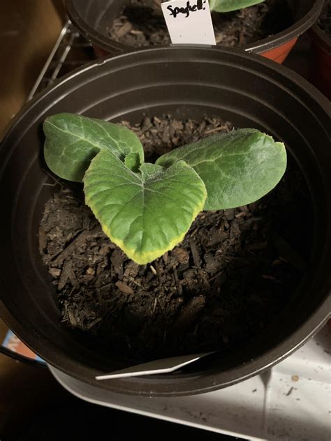 Yellow Squash Seedlings Summer Squash Seedlings Click Fork